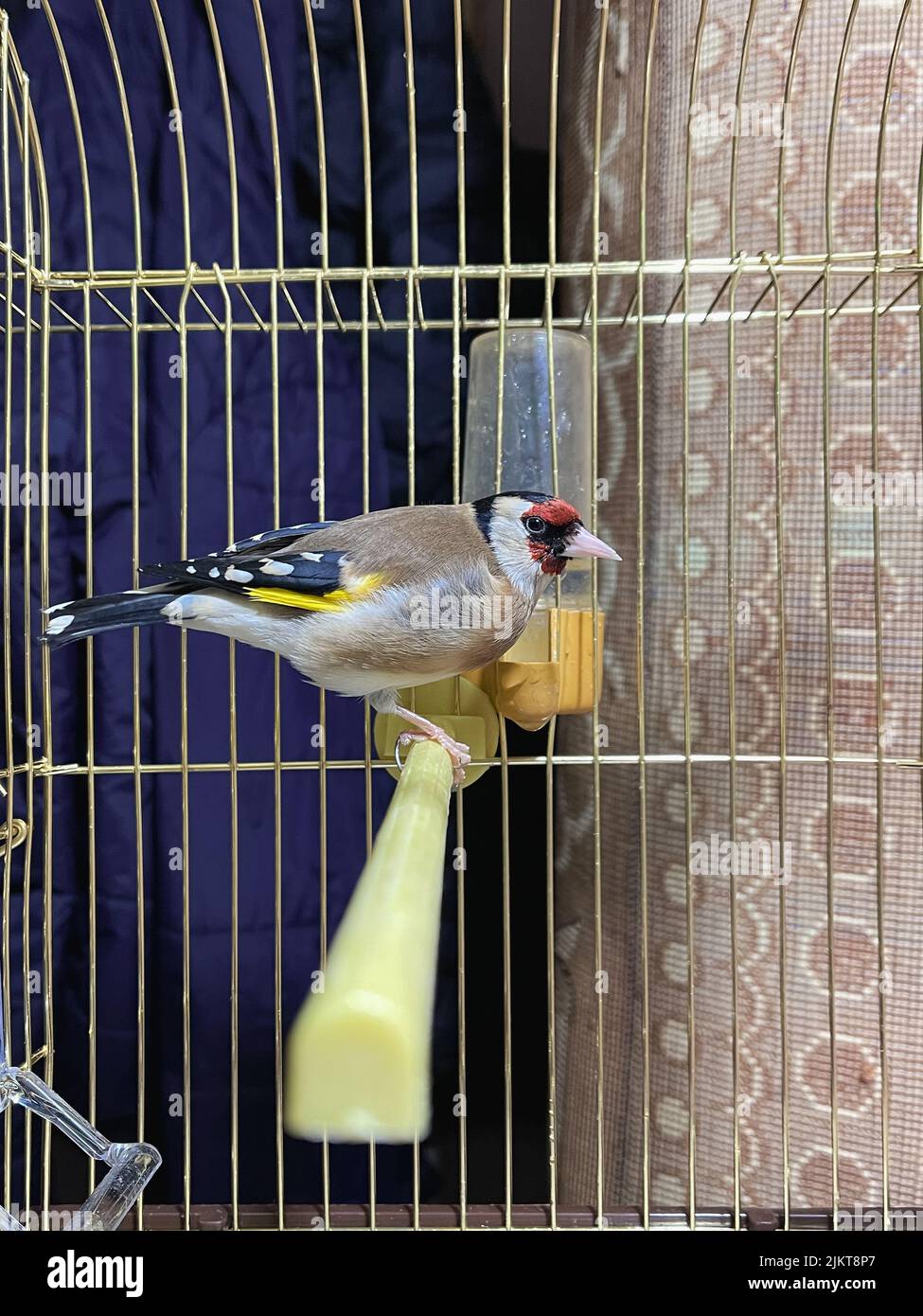 Single GoldFinch bird inside a small cage indoors Stock Photo - Alamy