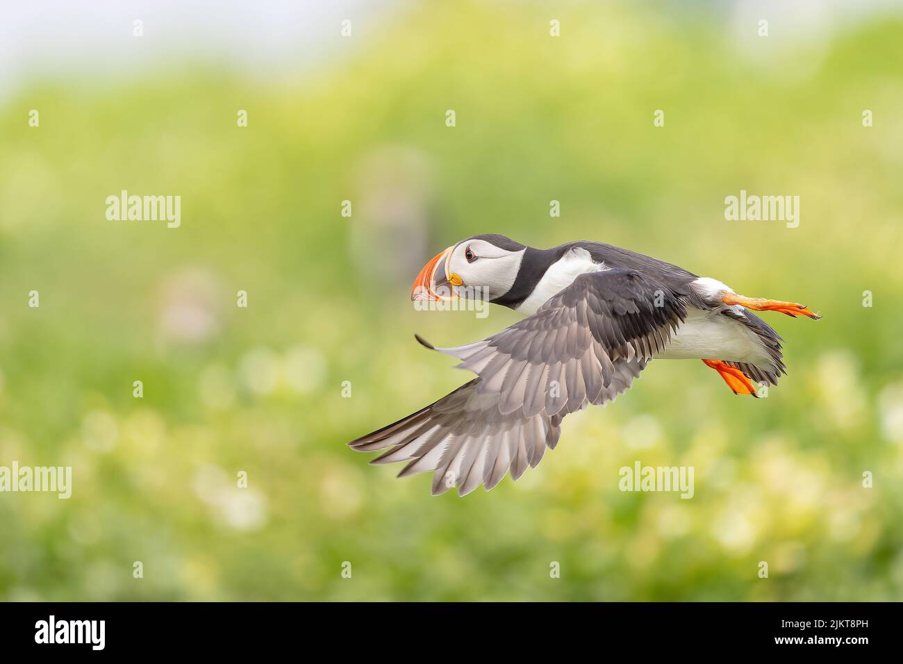 Puffin Bird Flying