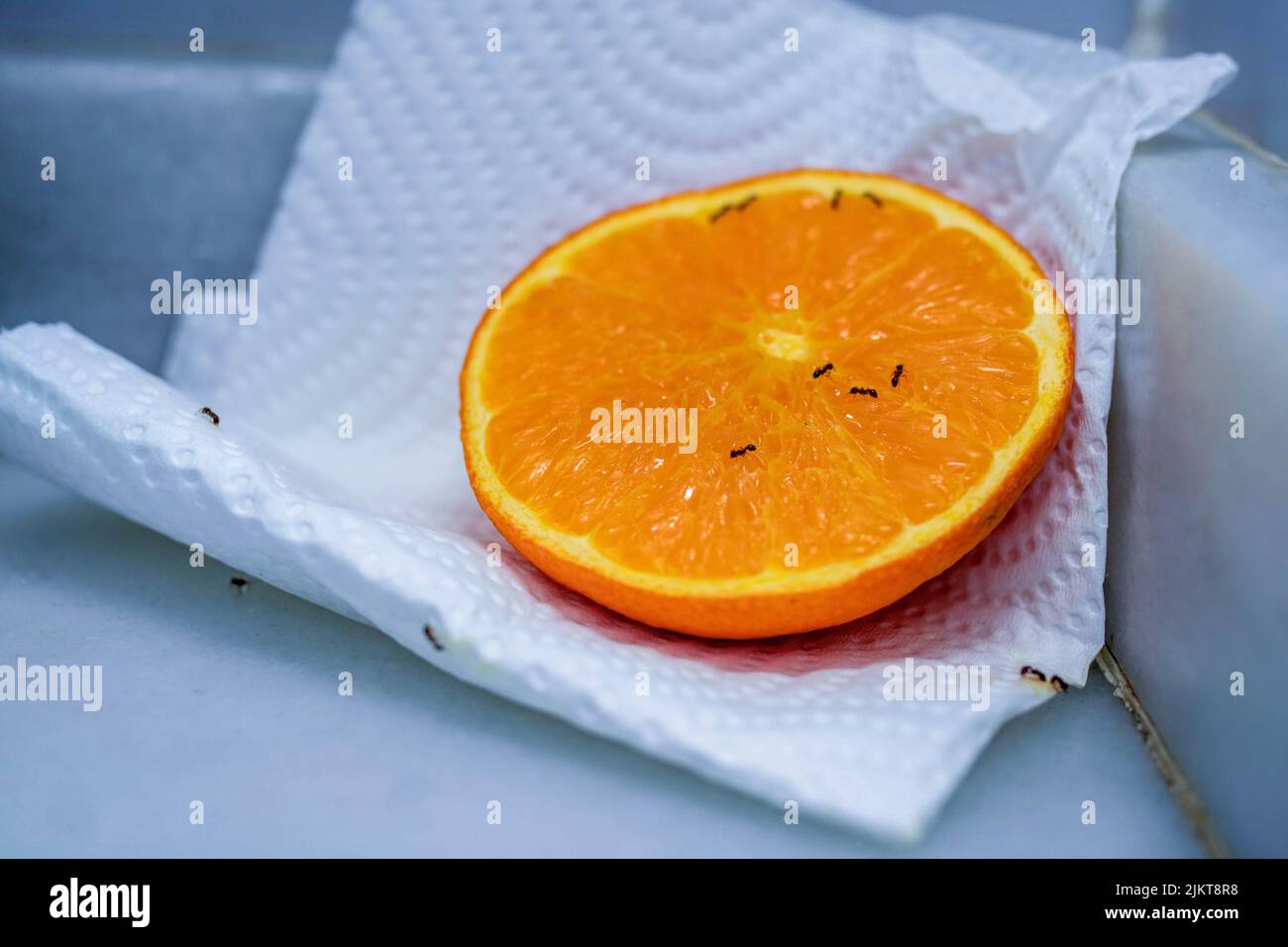 Picture of Half an Orange on a Napkin on a Kitchen Counter with Small ...