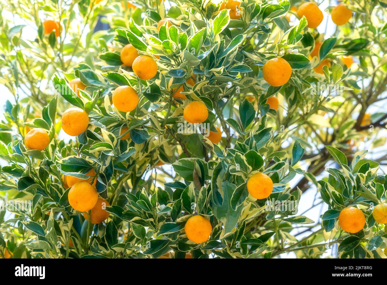 Mandarin orange tree hi-res stock photography and images - Alamy