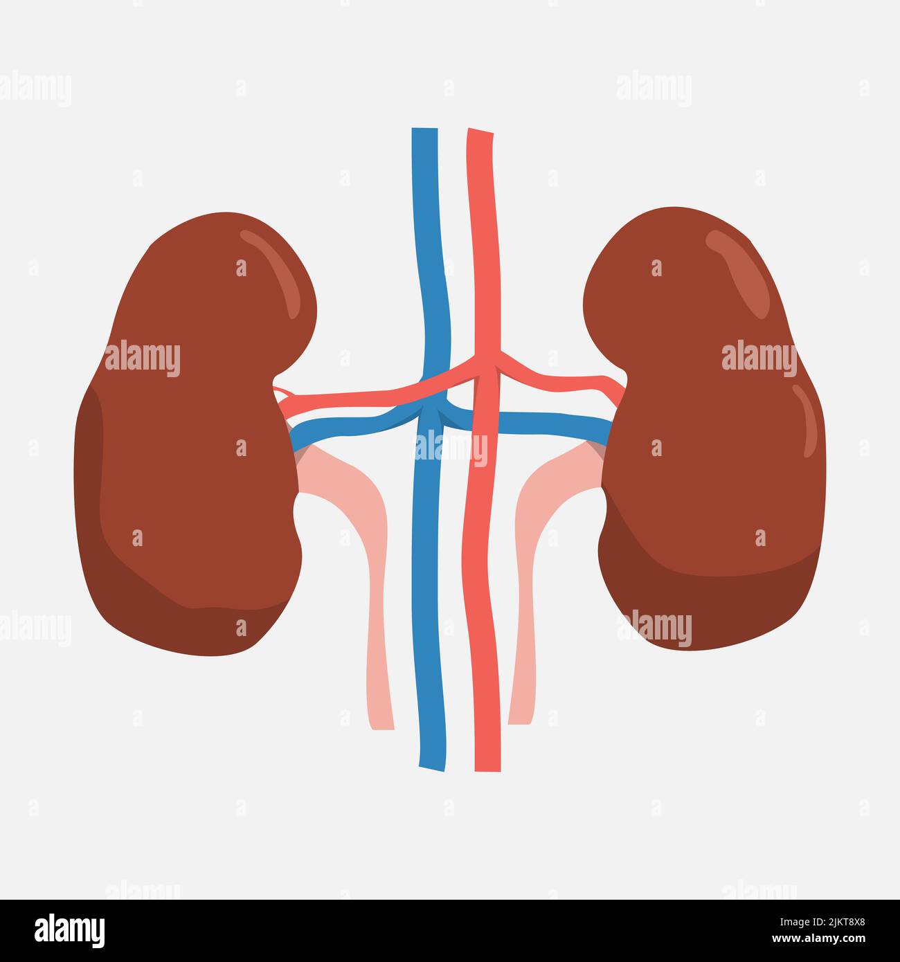 Human internal organ kidneys Stock Vector Images - Alamy