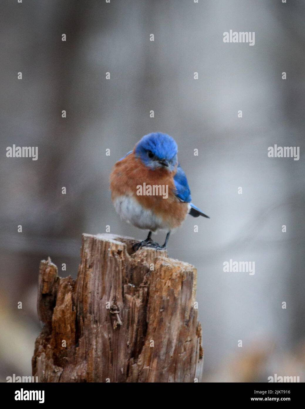 A shallow focus shot of a bluebird perched on a cut tree trunk Stock ...