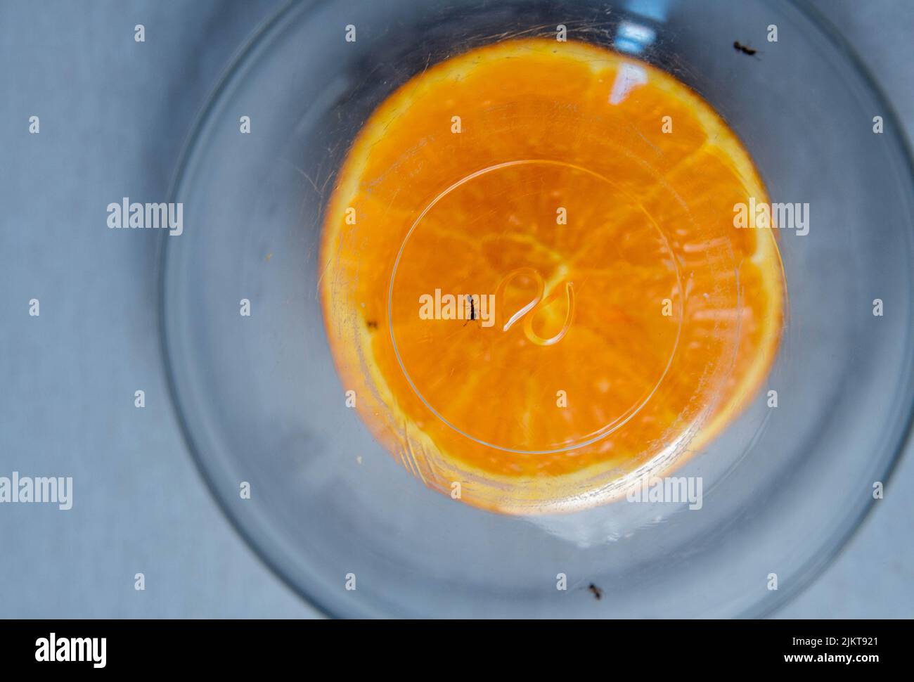 Picture of Ants Trapped in a Glass Bowl with Half a Cut Orange To eat ...