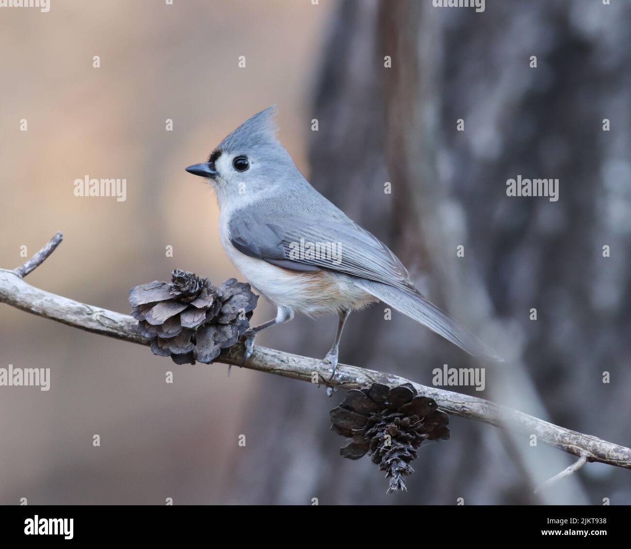 Cute tufted titmouse bird hi-res stock photography and images - Alamy