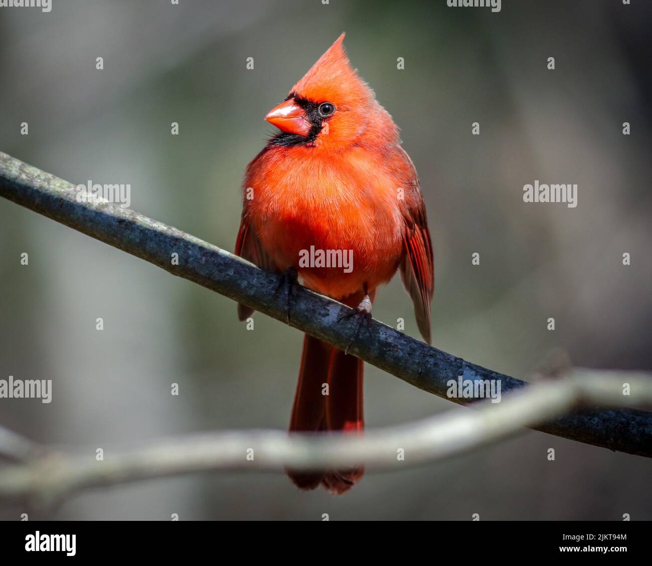 The northern cardinal (Cardinalis cardinalis) perched on a tree Stock ...