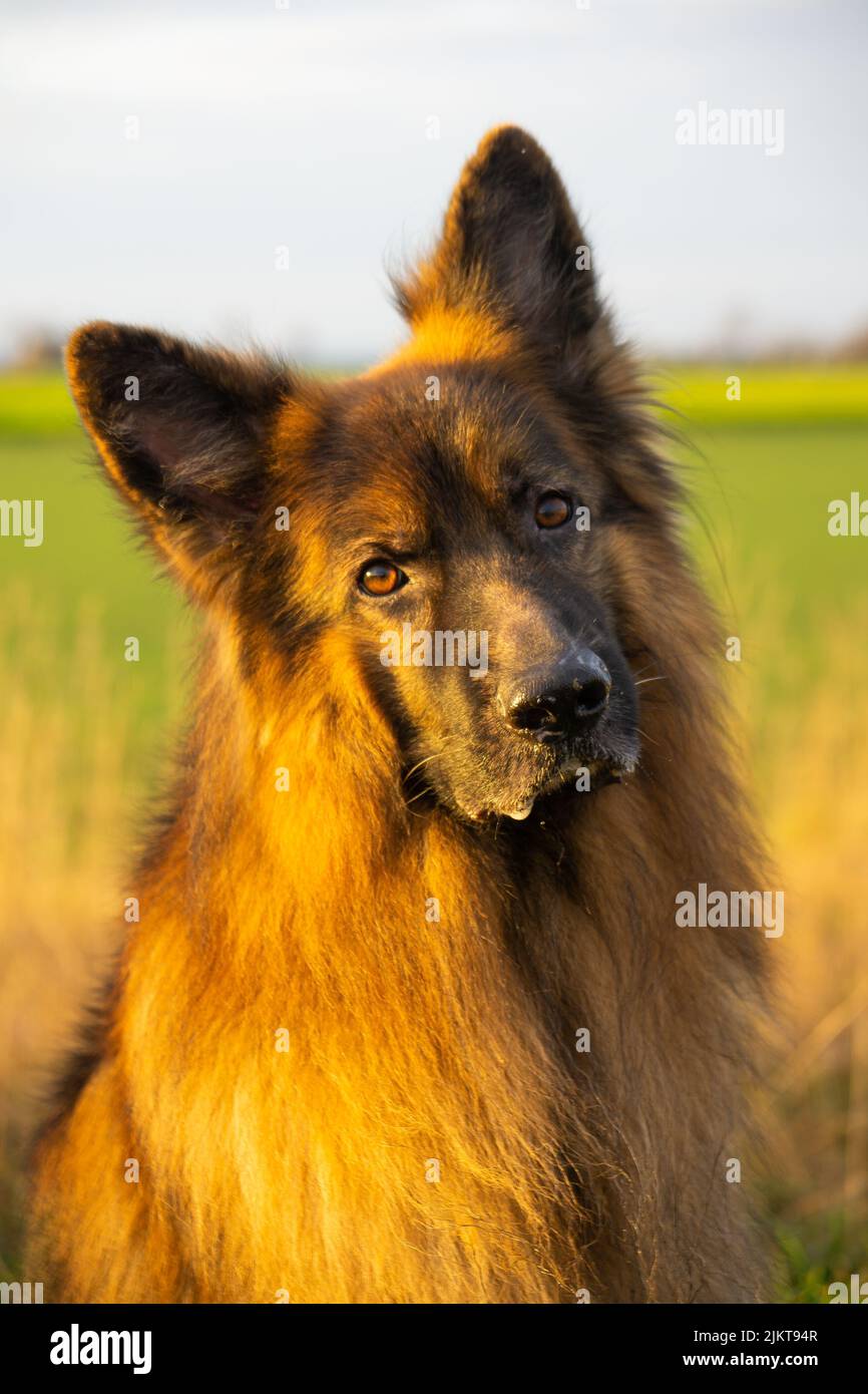 German shepherd close up hi-res stock photography and images - Alamy