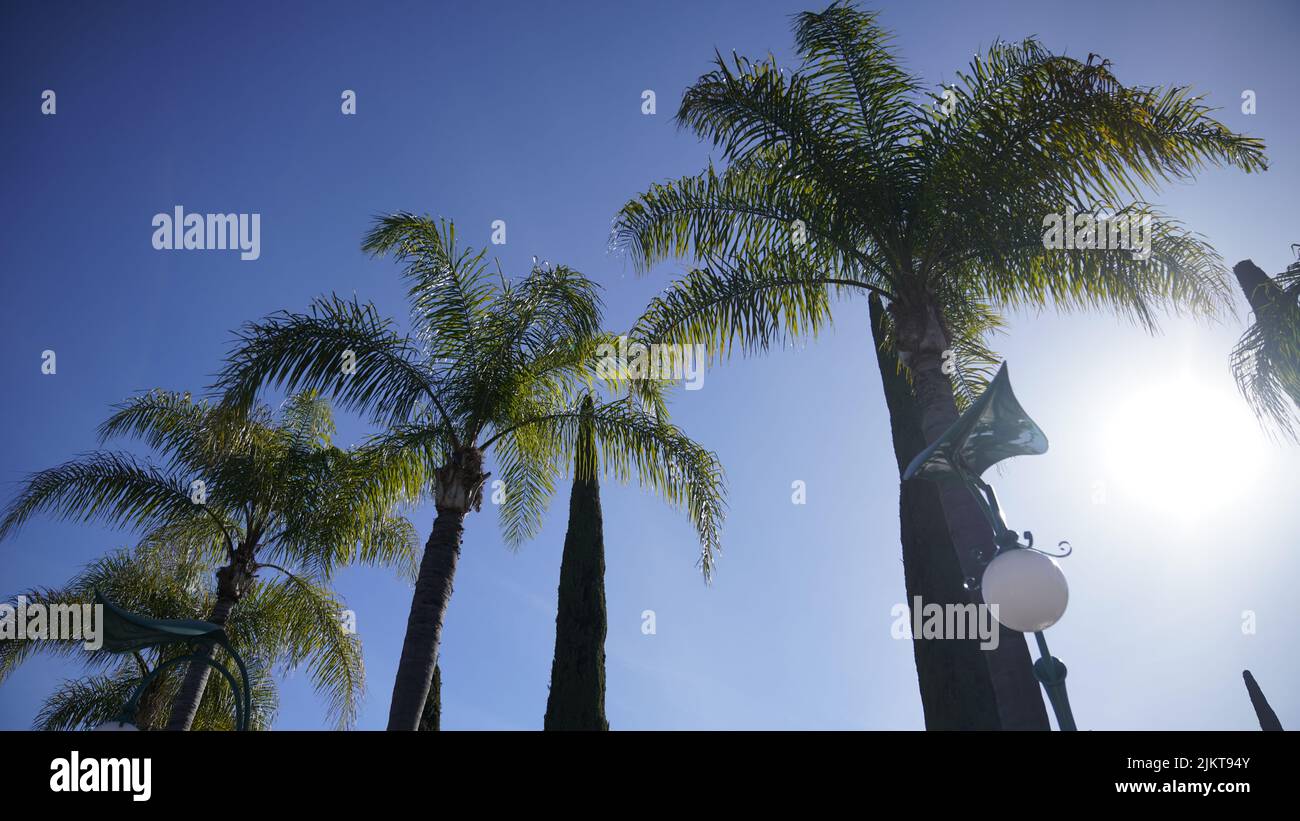 A low angle shot of palm trees against the sun in the clear sky Stock ...