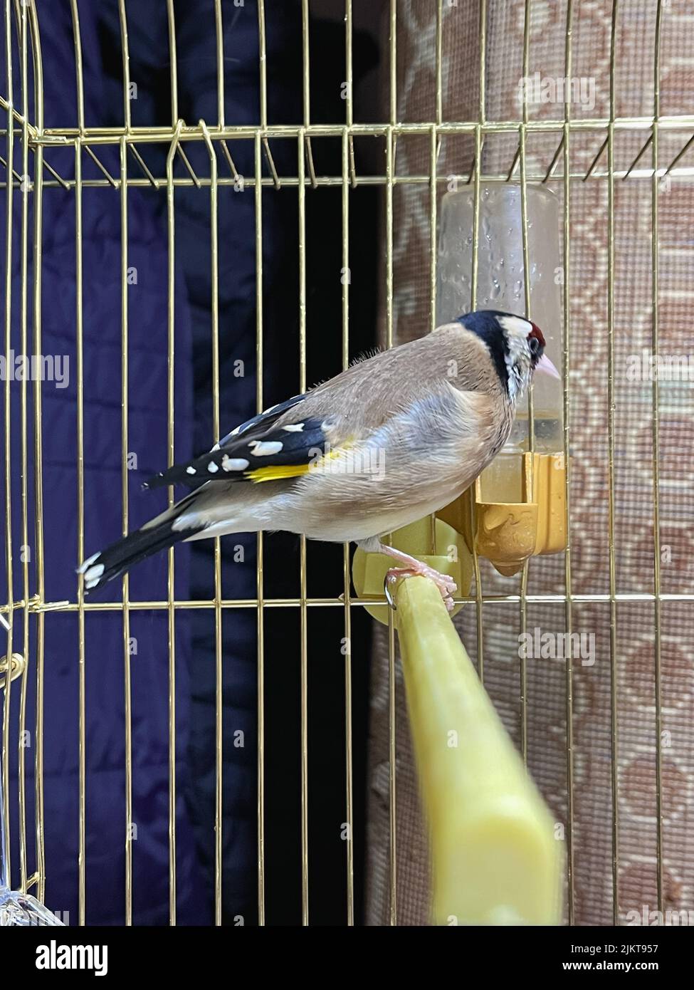 Single GoldFinch bird inside a small cage indoors Stock Photo - Alamy