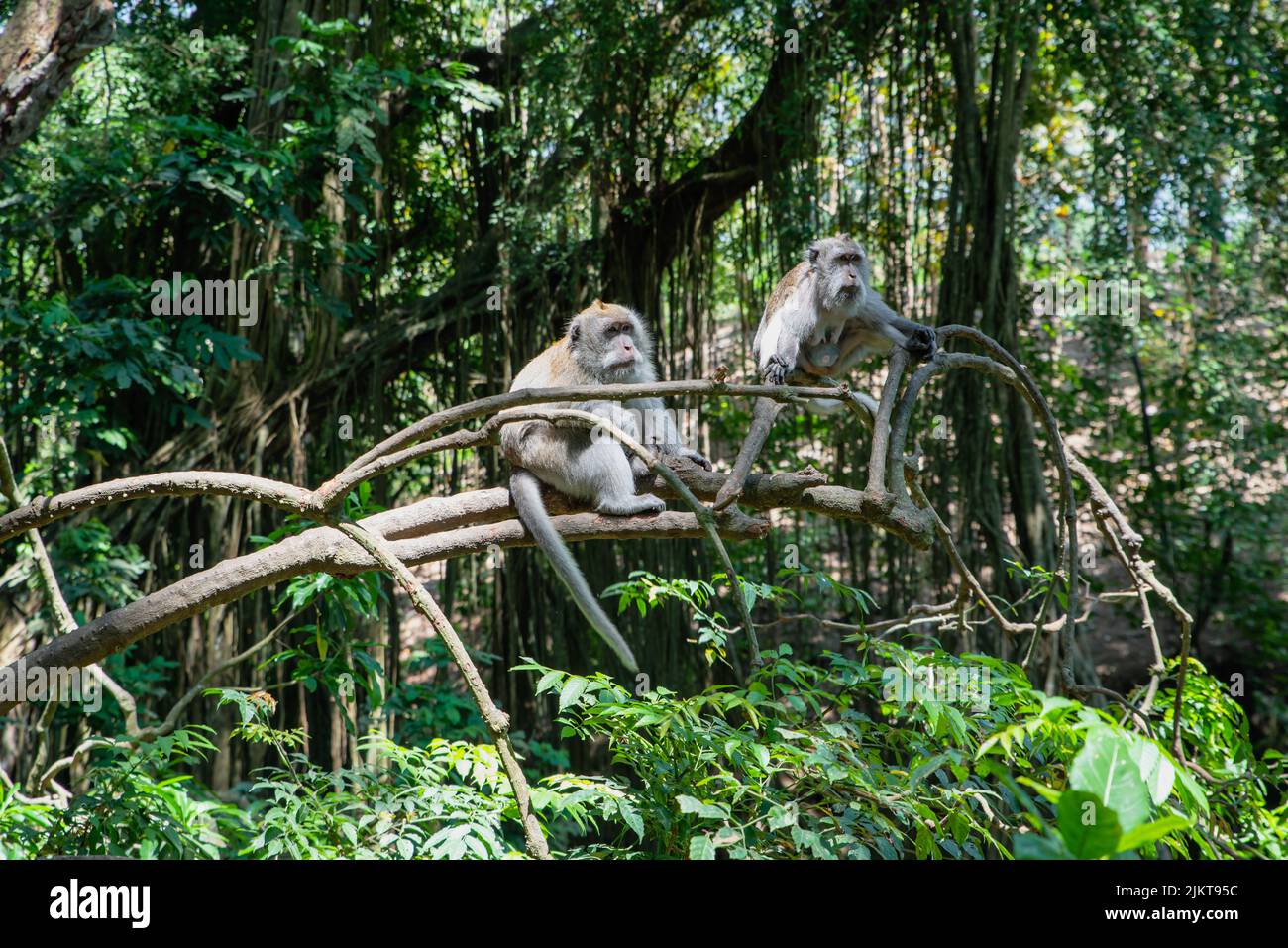 Two cute male and female monkeys on the branch Stock Photo - Alamy