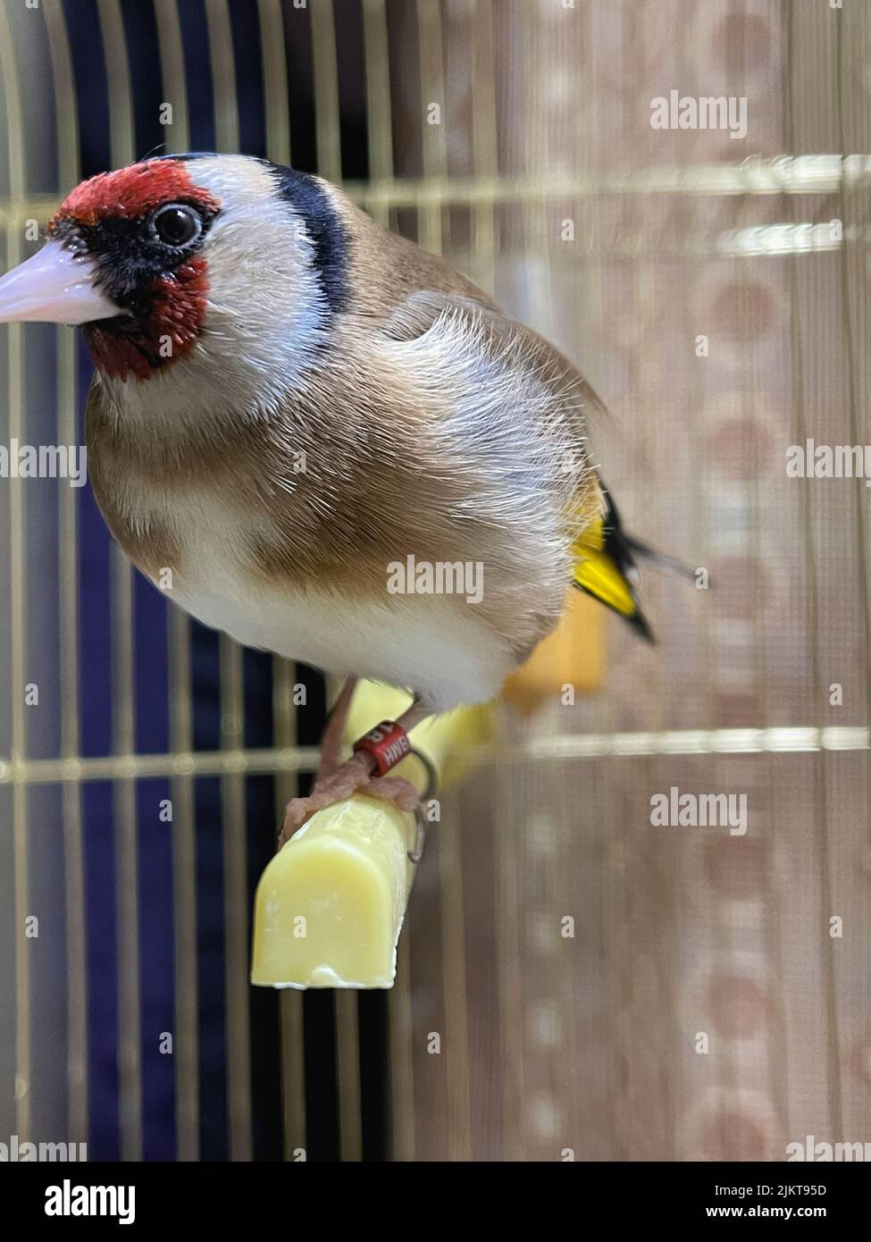 Single GoldFinch bird inside a small cage indoors Stock Photo - Alamy