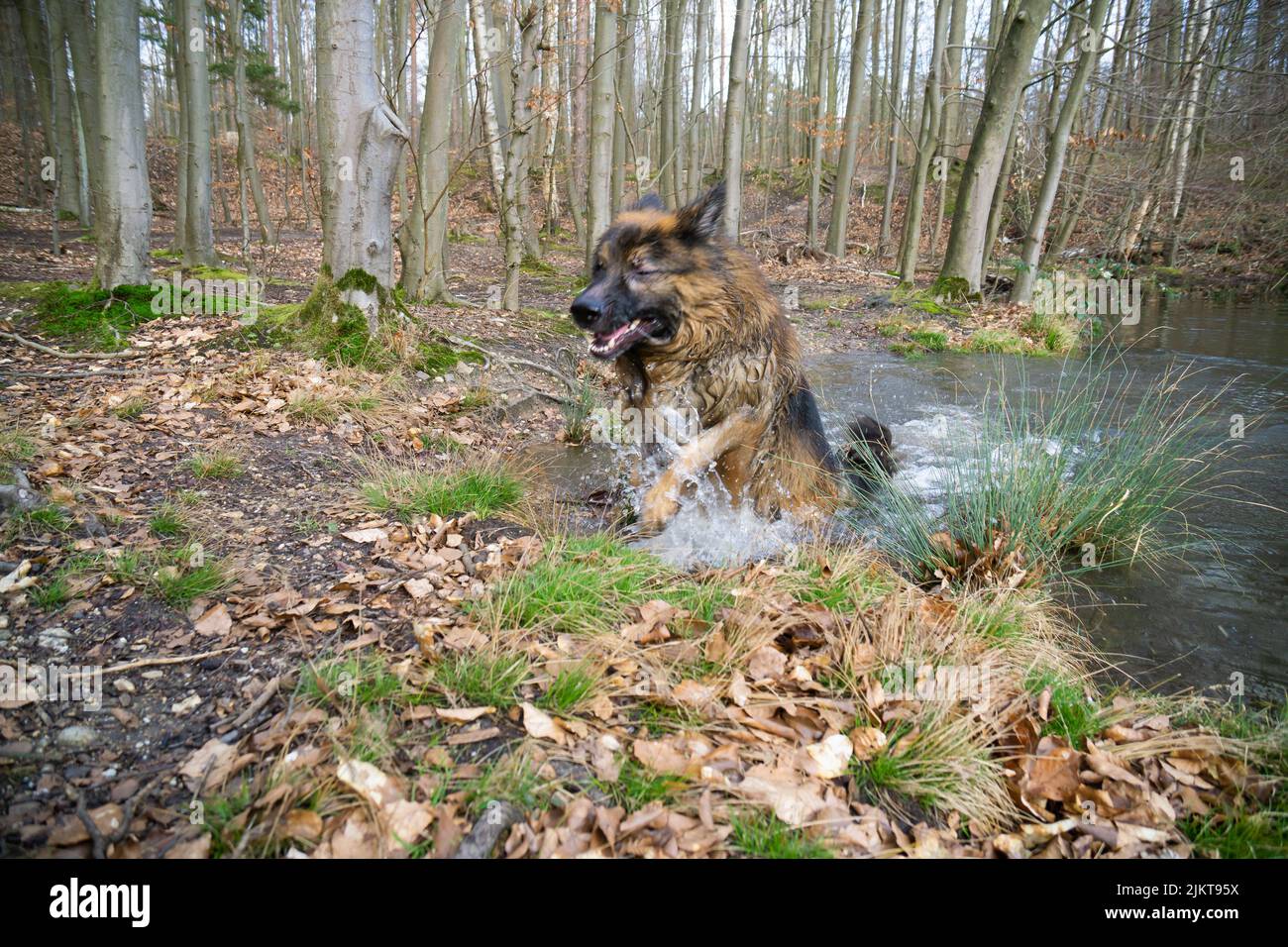 Forest German Shepherd Manistee Animal Rescue Saves Dog Living In
