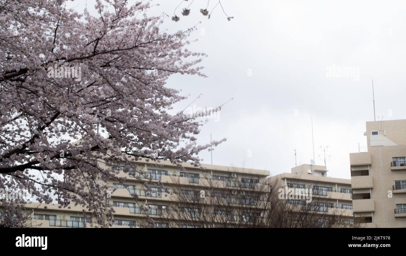 A beautiful cherry blossom tree with modern buildings in the background ...