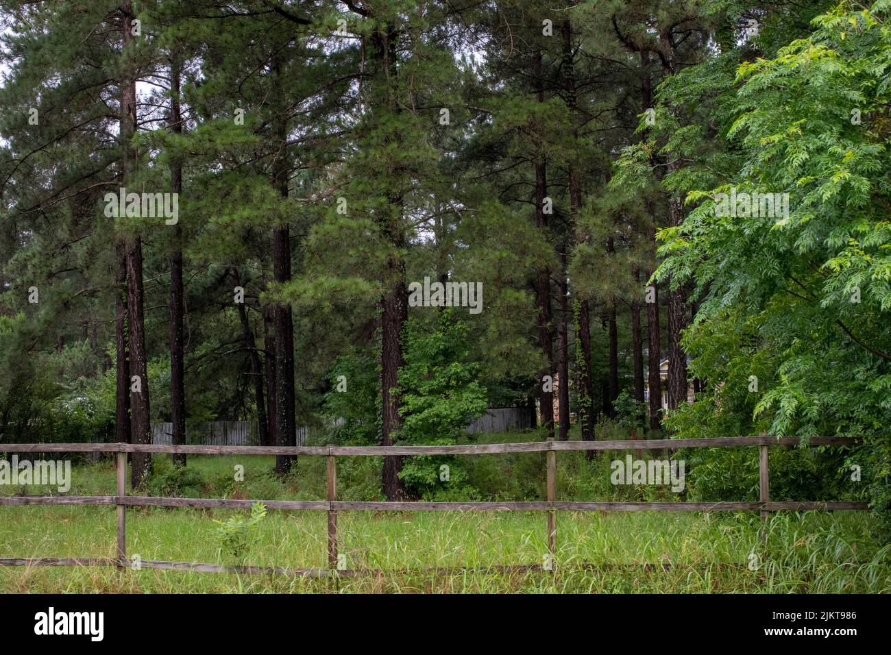 Fence tree farm in background hi-res stock photography and images - Alamy