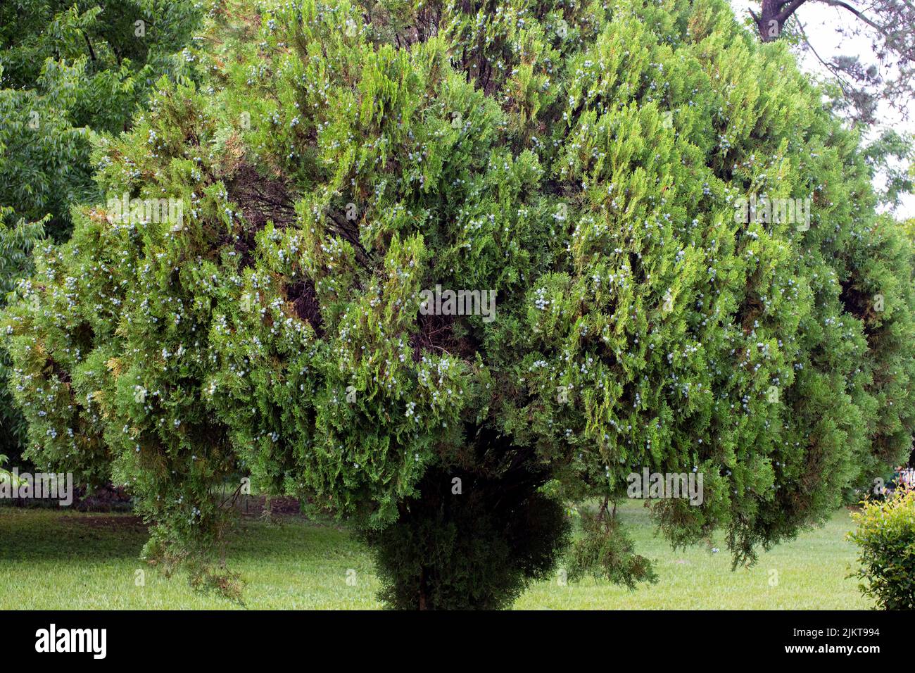 A green round tree in the spring in Georgia Stock Photo - Alamy