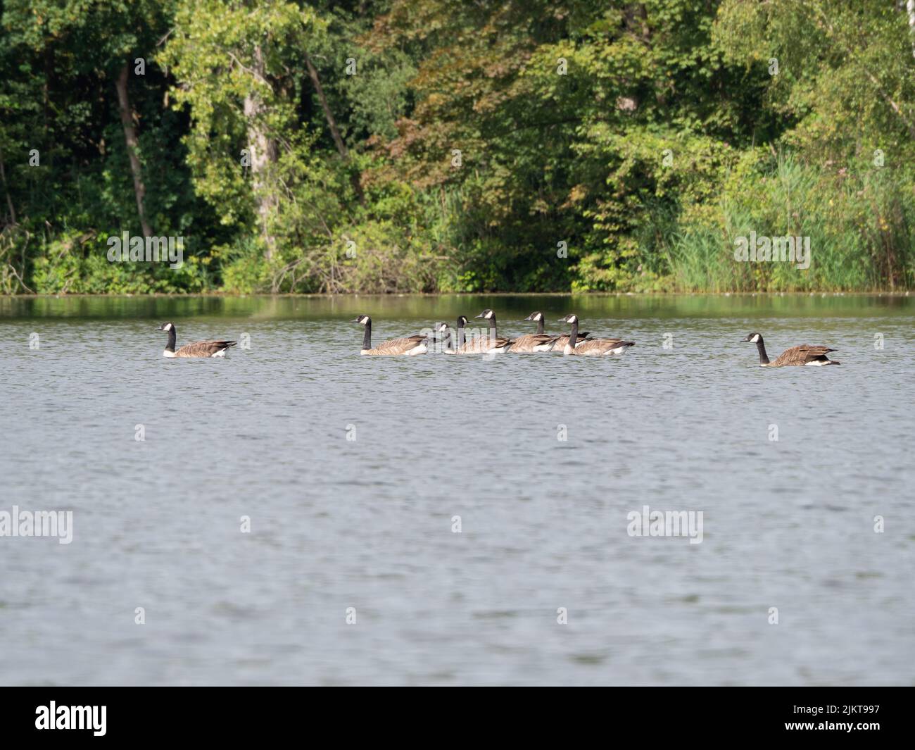 Beautiful shot many birds hi-res stock photography and images - Alamy