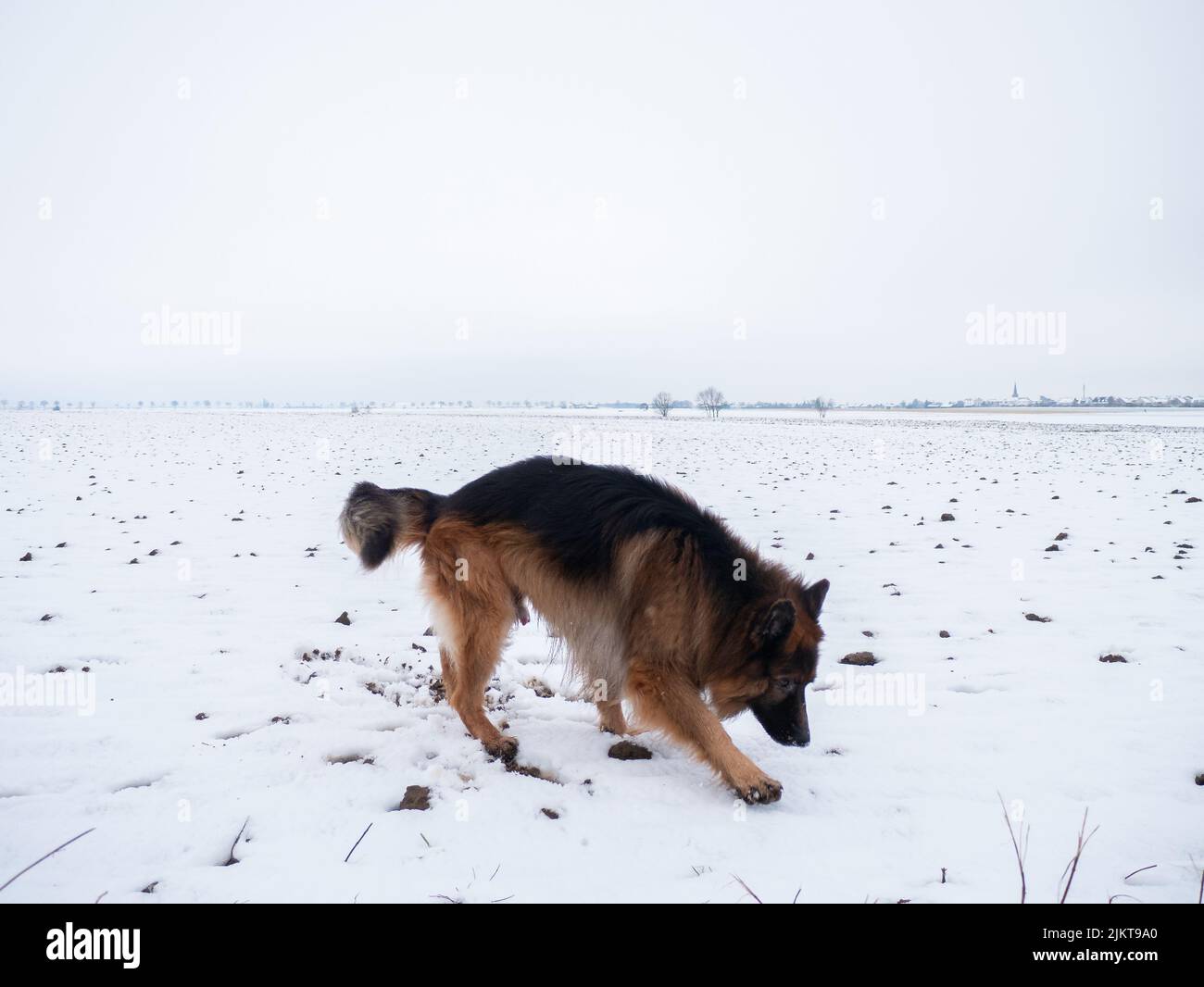 Lonely shepherd hi-res stock photography and images - Alamy