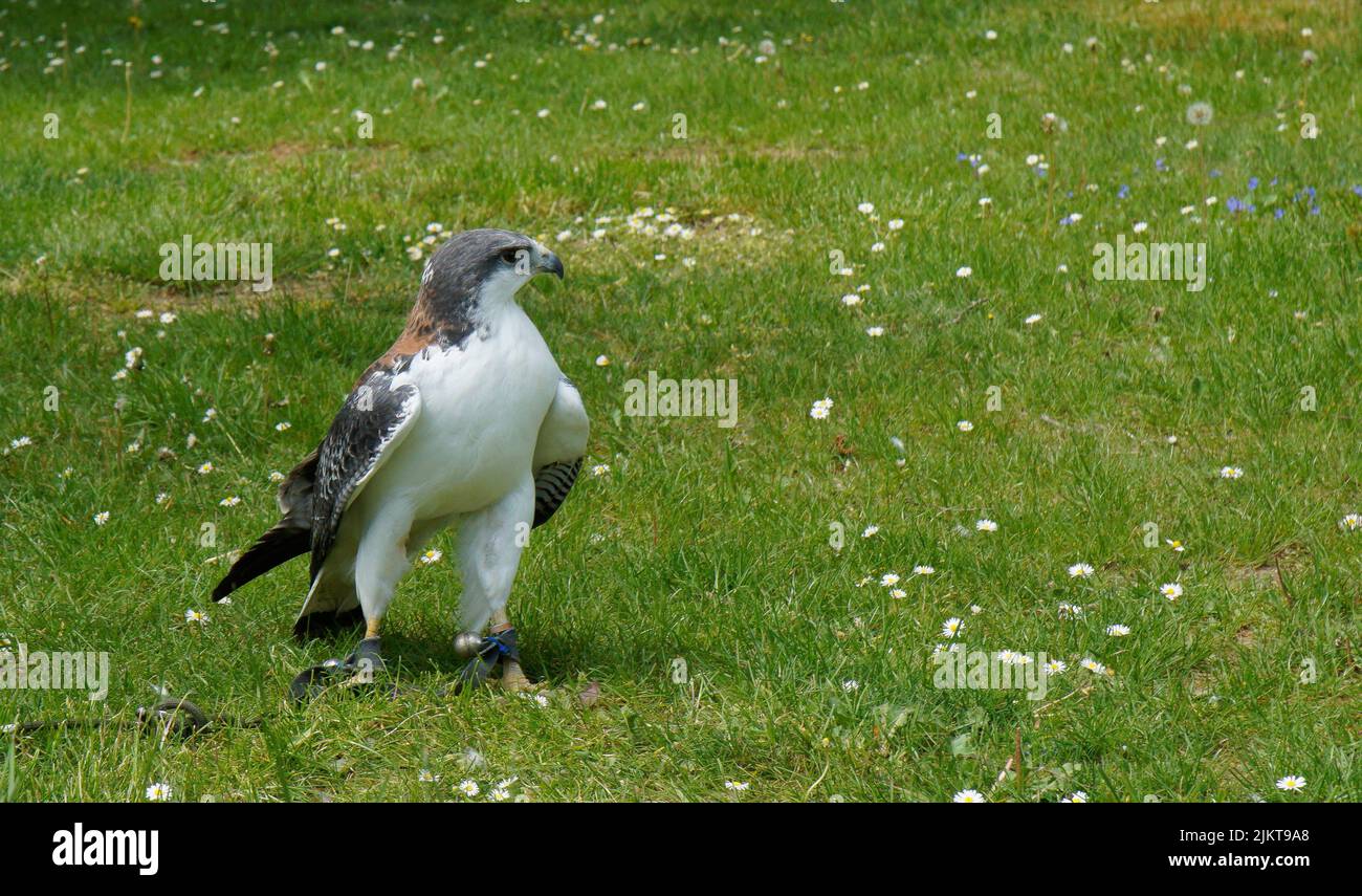A cute falcon walking on a grass Stock Photo - Alamy