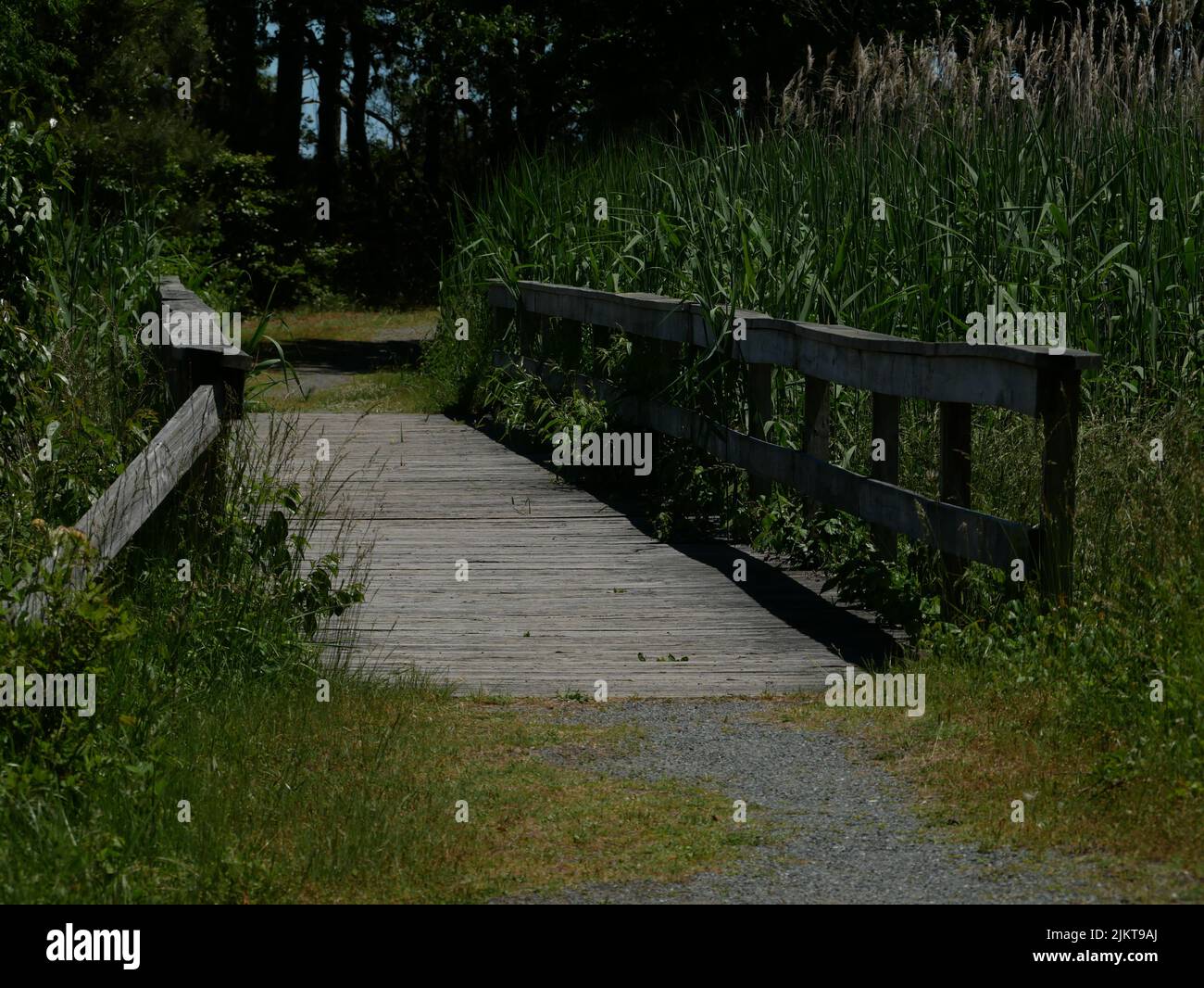 An old small wooden bridge in the cane field in the forest Stock Photo ...