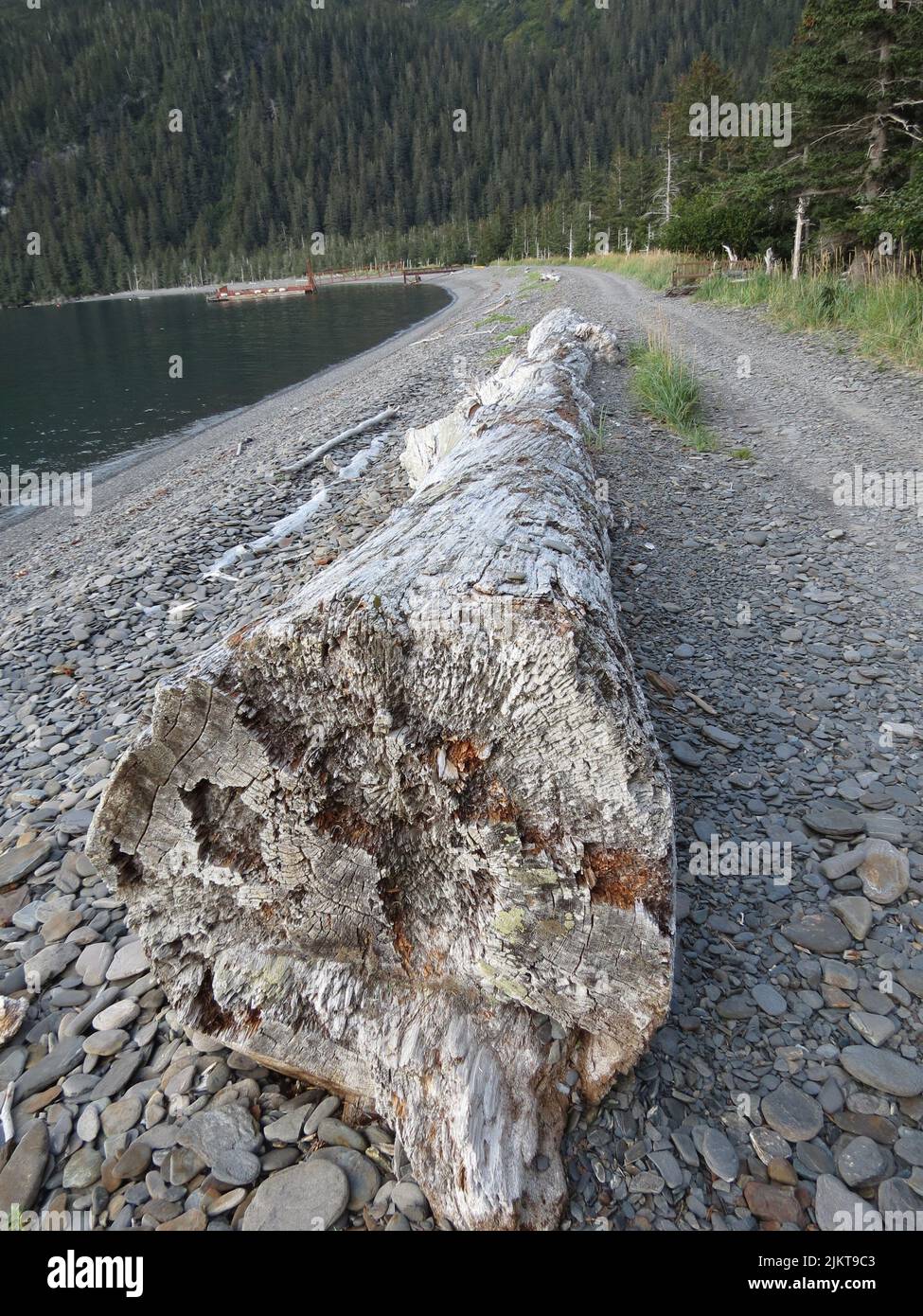 Long tree hi-res stock photography and images - Alamy