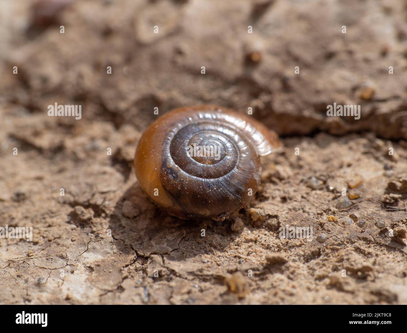 A close-up shot of a snail shell on the ground Stock Photo - Alamy