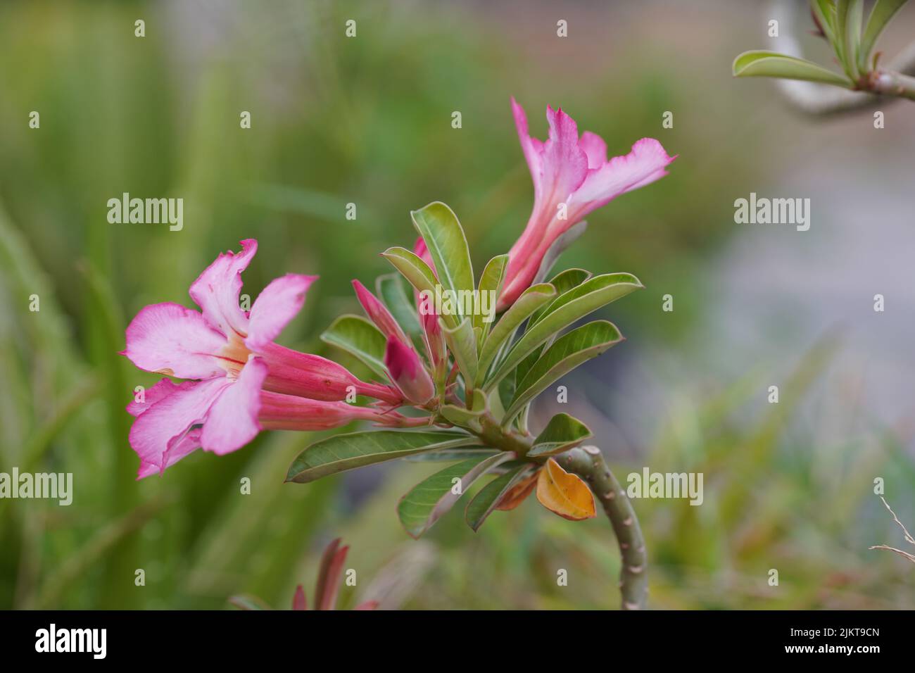 Most beautiful desert bloom hi-res stock photography and images - Alamy
