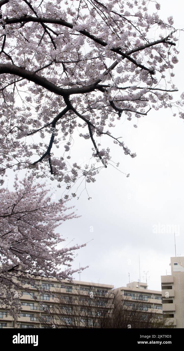 A beautiful cherry blossom tree with modern buildings in the background ...
