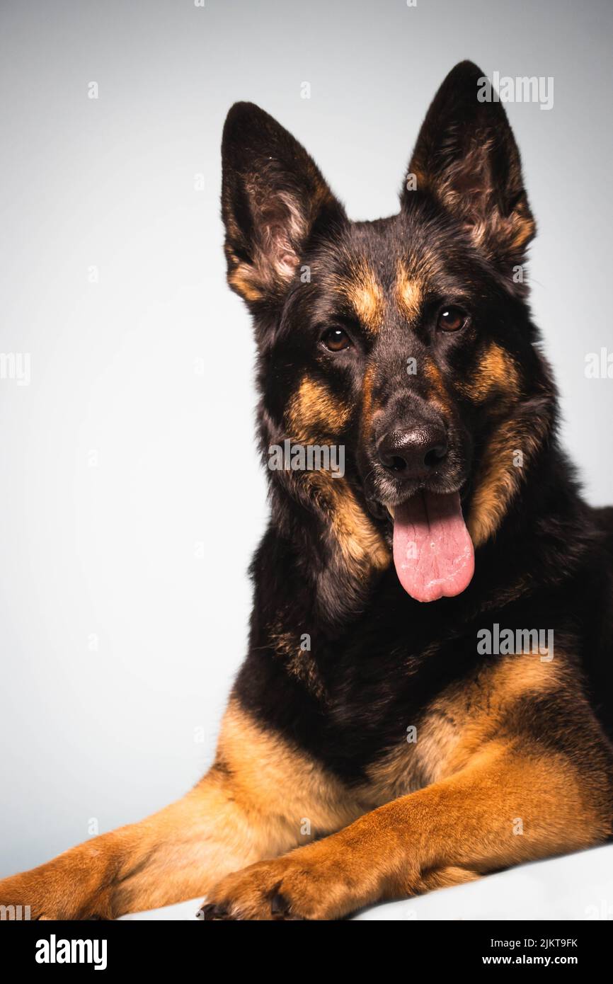 A vertical shot of a sitting German shepherd dog isolated on a white ...