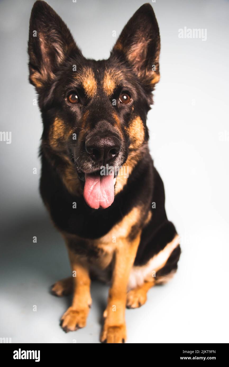 A vertical shot of a sitting German shepherd dog isolated on a white ...
