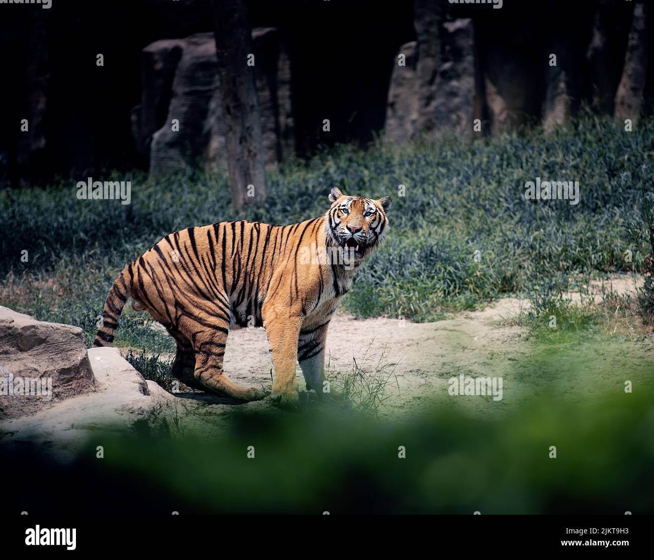 An adult tiger alertly looking at something in the wild Stock Photo - Alamy