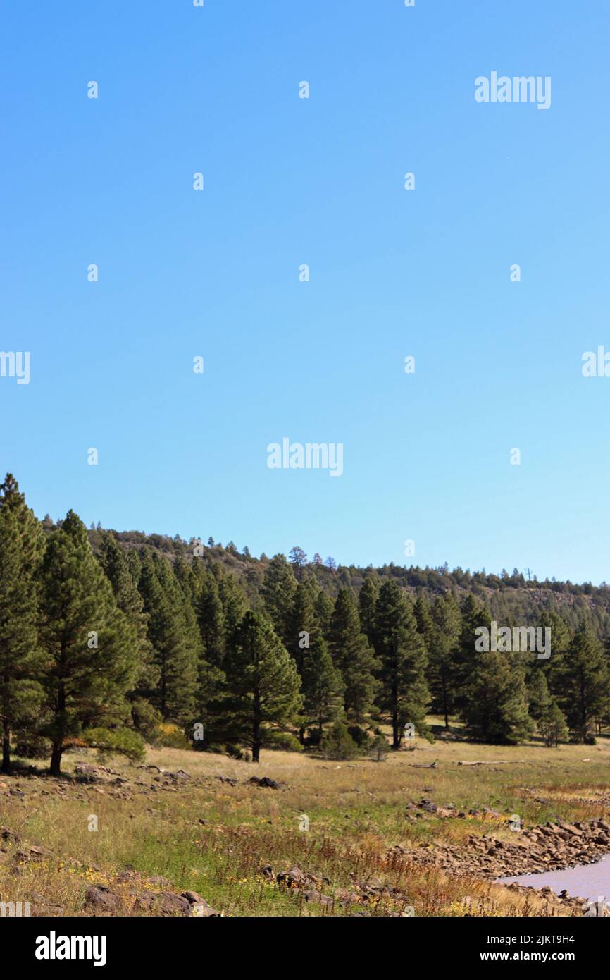A natural view of the thick forest landscape in Sedona, Arizona, USA ...
