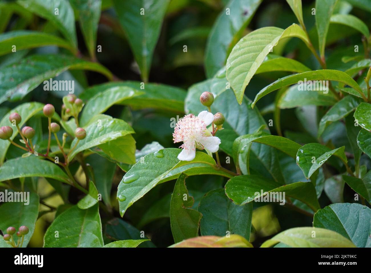 Guava flower hi-res stock photography and images - Alamy