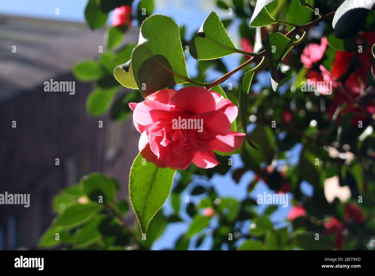 Flower rose sunlight hi-res stock photography and images - Alamy