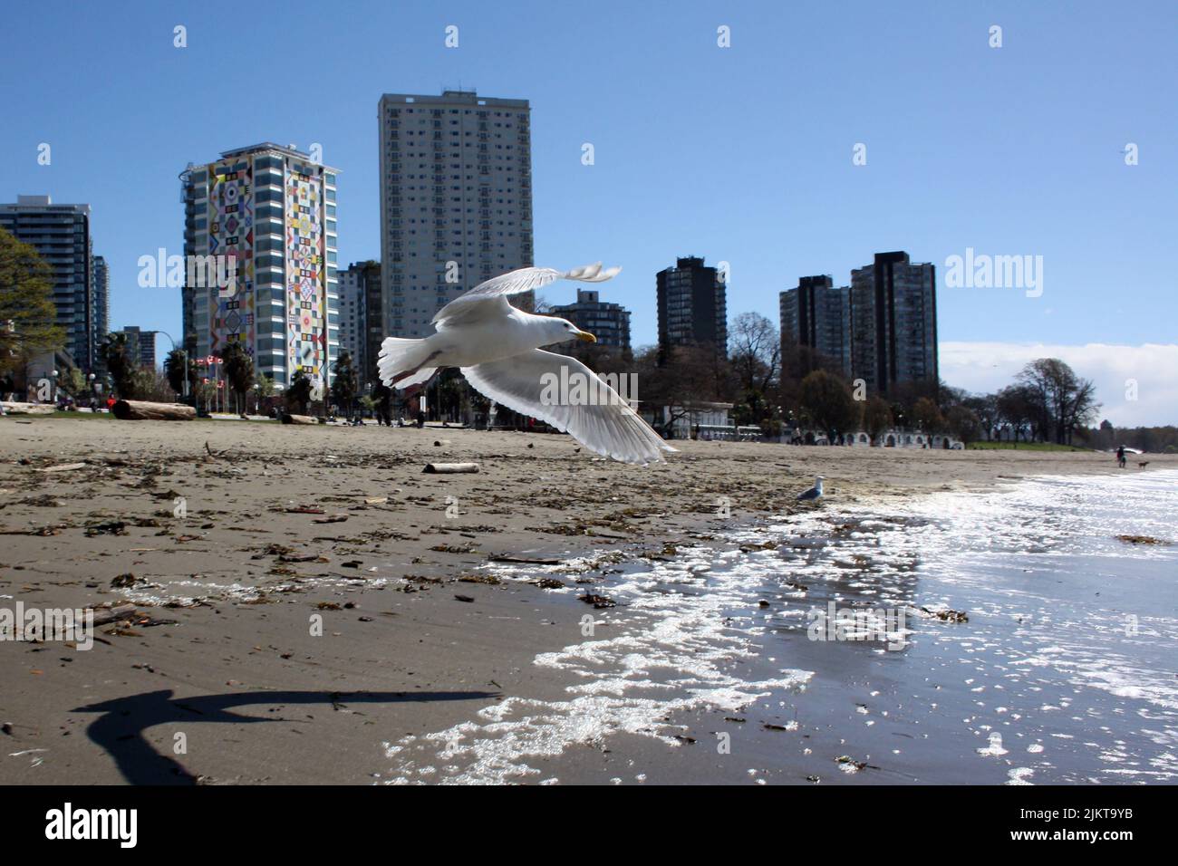 A flying seagull on the English Bay Beach in downtown Vancouver ...