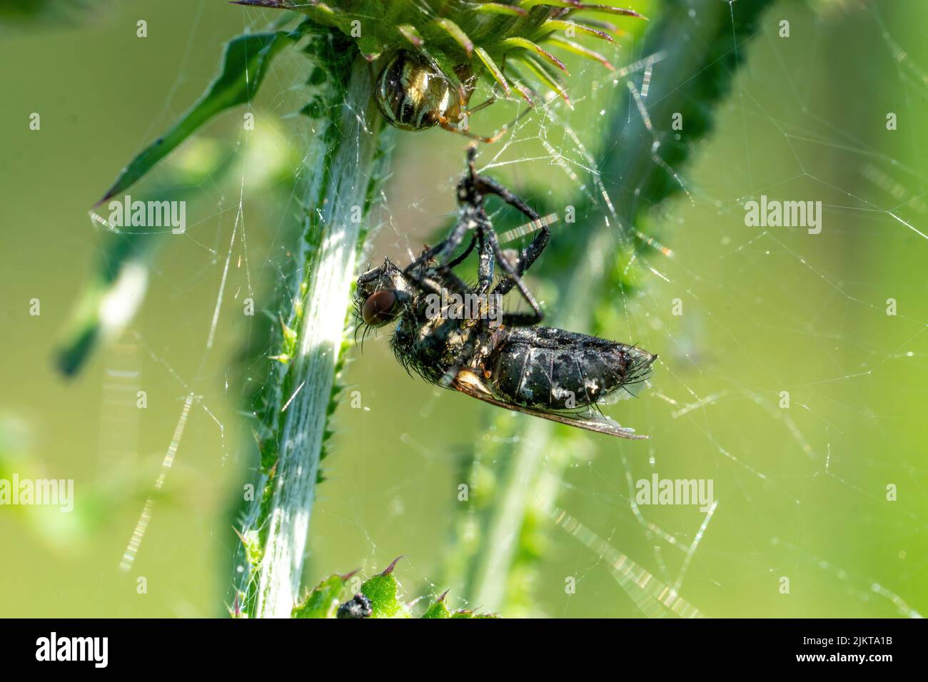Spider with a bee hi-res stock photography and images - Alamy