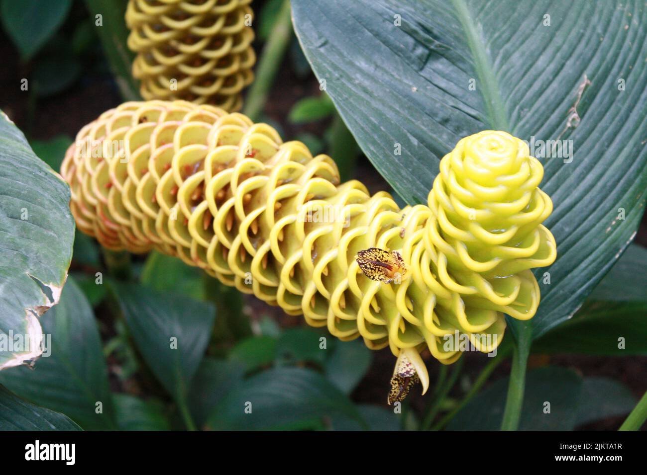 The yellow Zingiber spectabile growing Stock Photo - Alamy