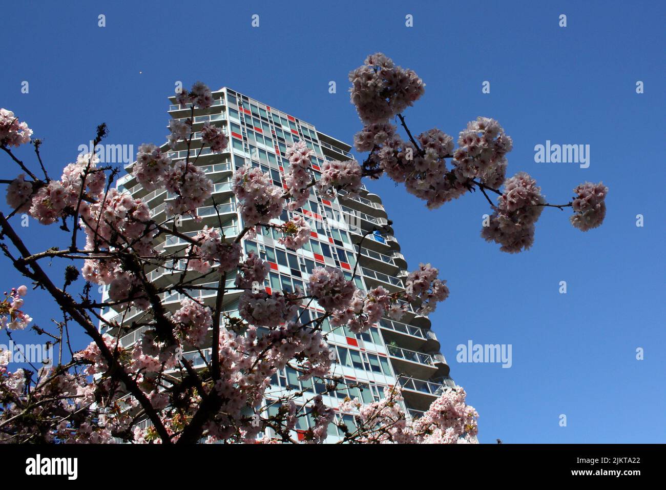 A blossoming cherry trees with high rise building on the background in ...