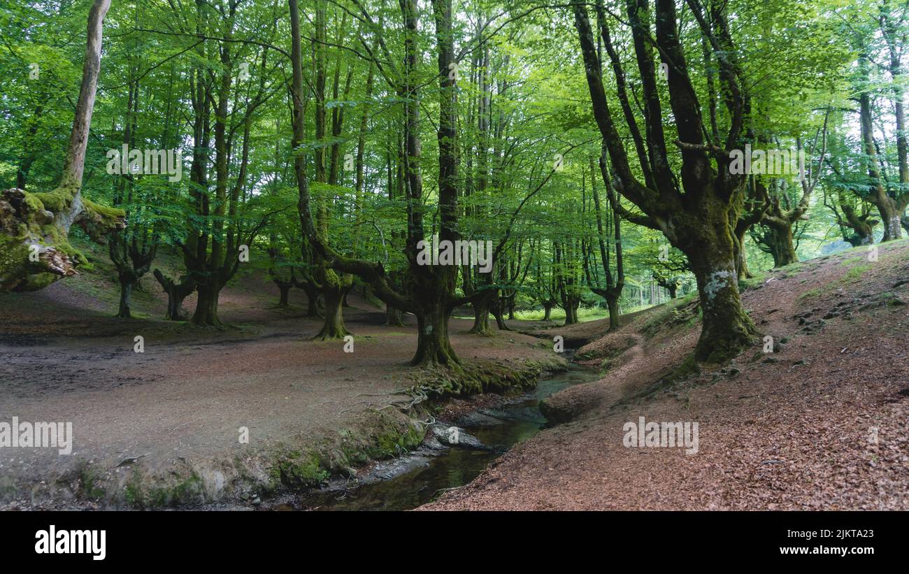 Forest view grow hi-res stock photography and images - Alamy