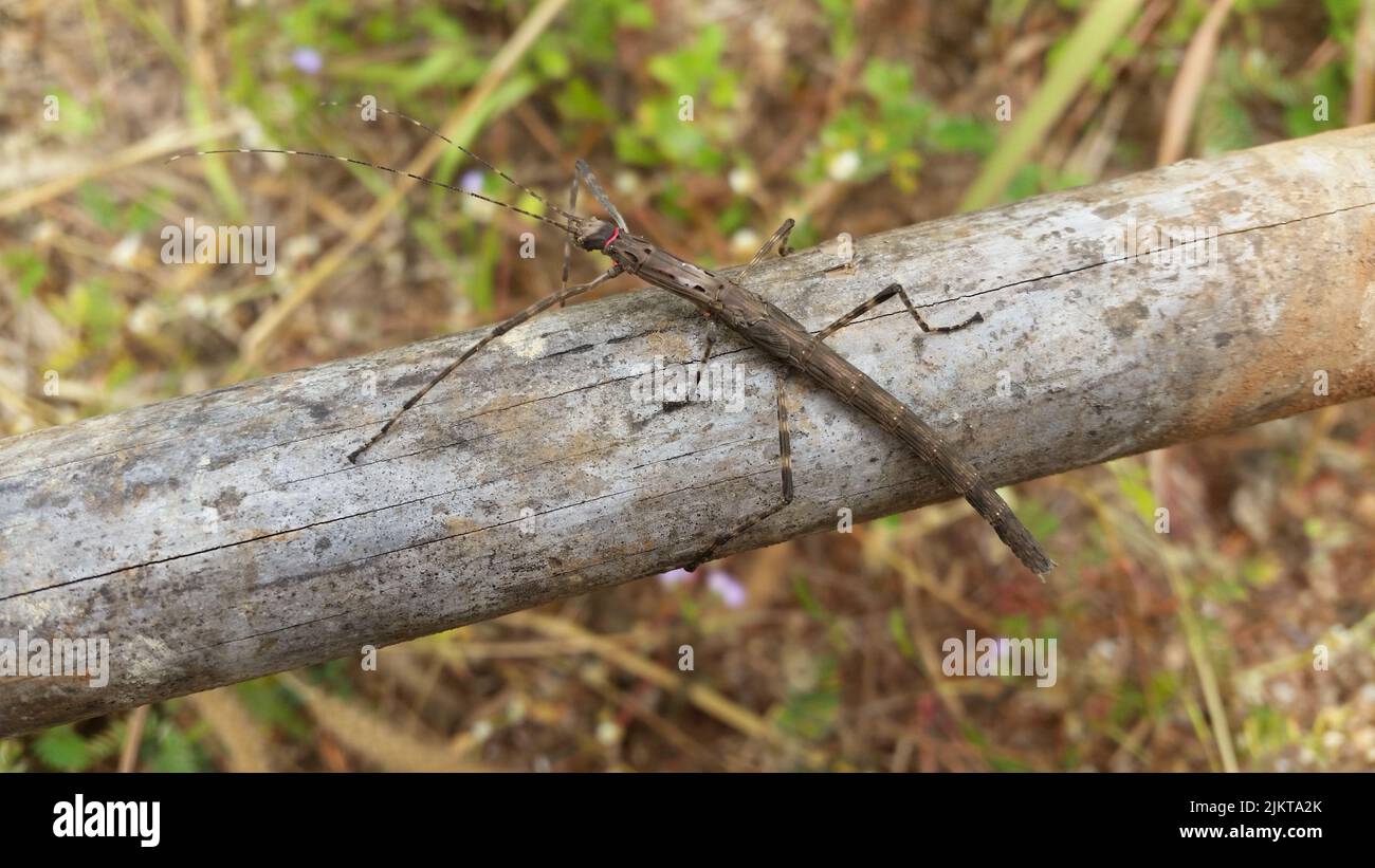 Insect on a tree hi-res stock photography and images - Alamy