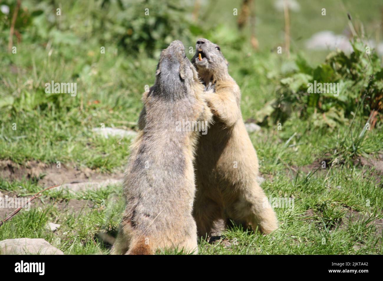 Marmots fighting hi-res stock photography and images - Alamy