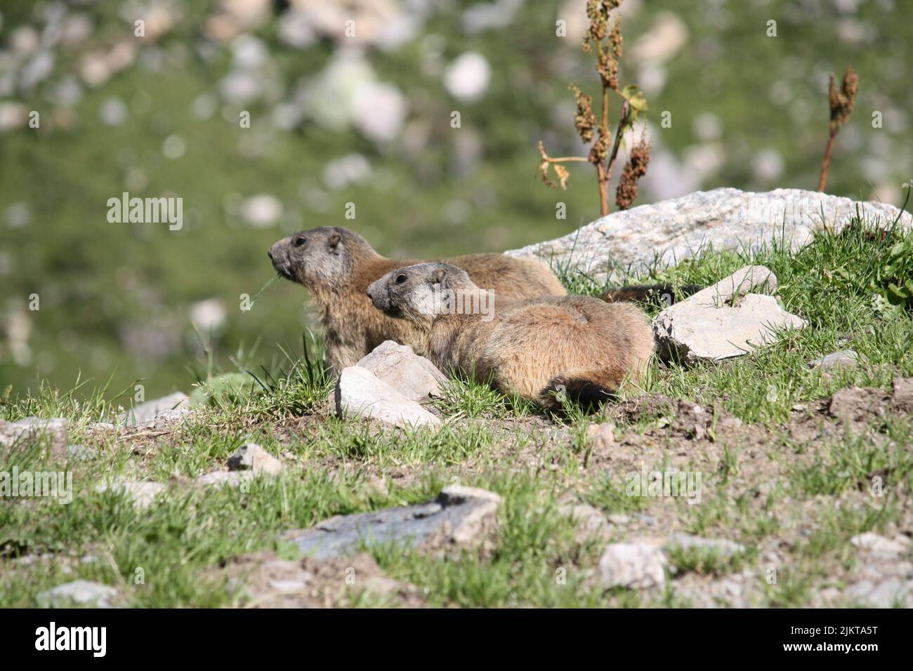 Two marmots in a green field Stock Photo - Alamy