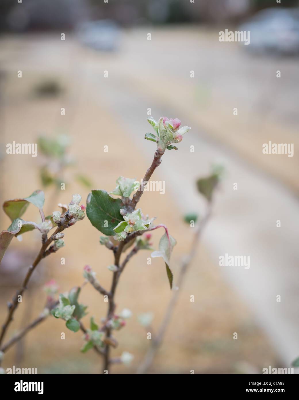Front yard garden with frozen pink apple flower after freezing rain and ...