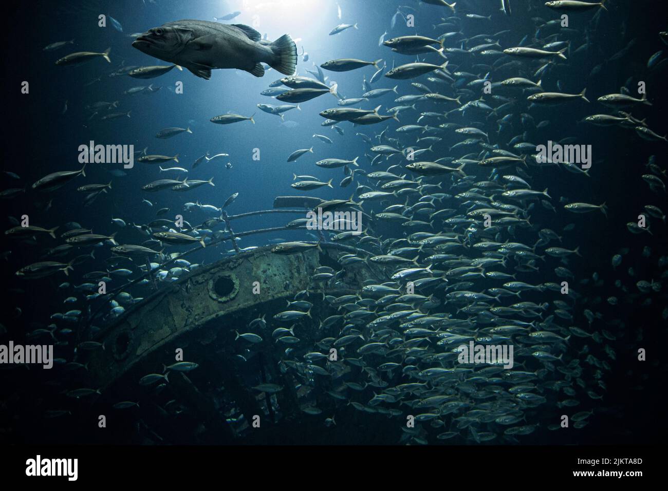 A shoal of dozens of fish around the sunken boat in the sea Stock Photo ...