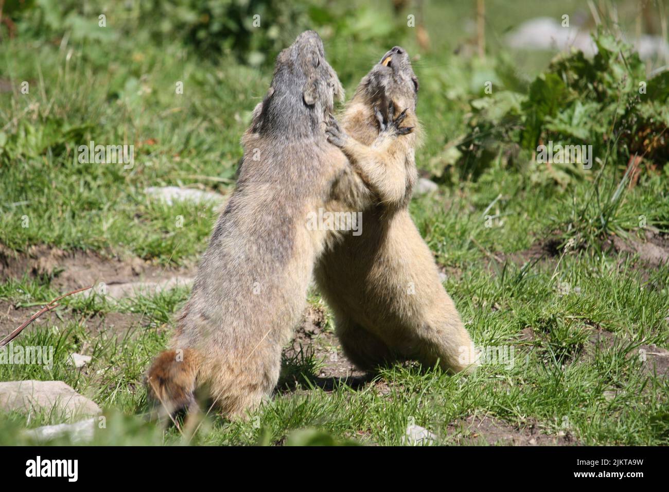 Two marmots hi-res stock photography and images - Alamy