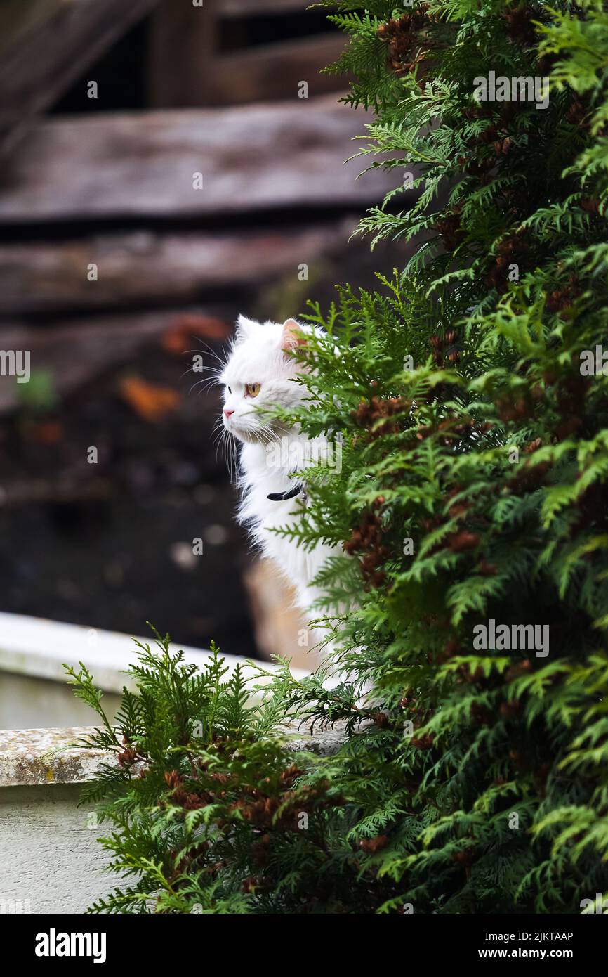 The White cat hunting for birds behind the tree Stock Photo - Alamy