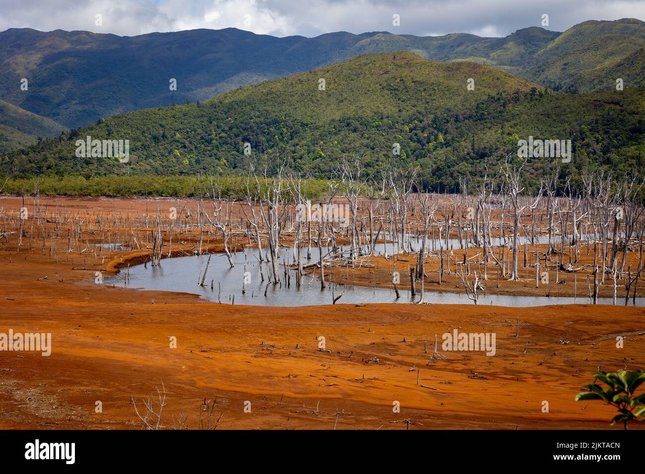 Drowned tree hi-res stock photography and images - Alamy