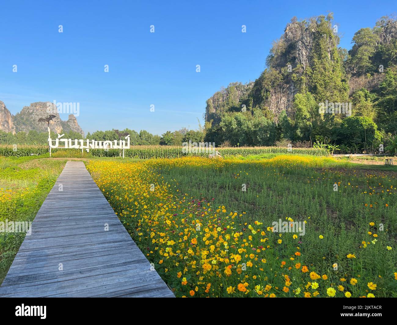 A beautiful view of a field of flowers and large trees in a park Stock ...