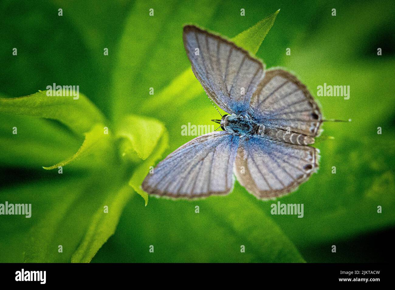 A closeup of a Luthrodes pandava on a green leaf Stock Photo - Alamy