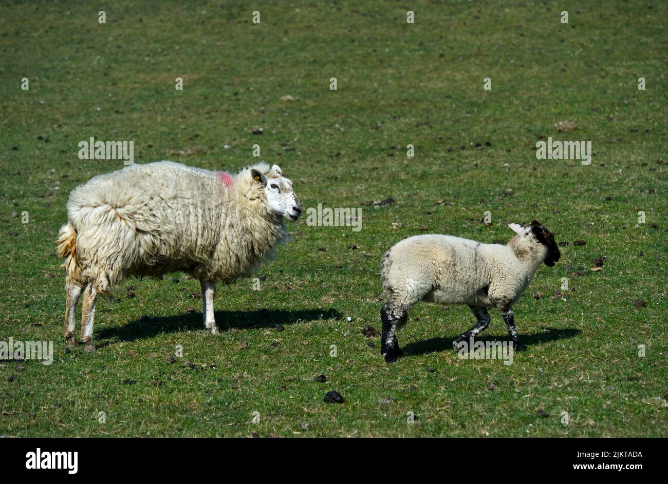 Ewe with lamb,Texel sheep, marsh at theNorth Sea coast, Schleswig ...