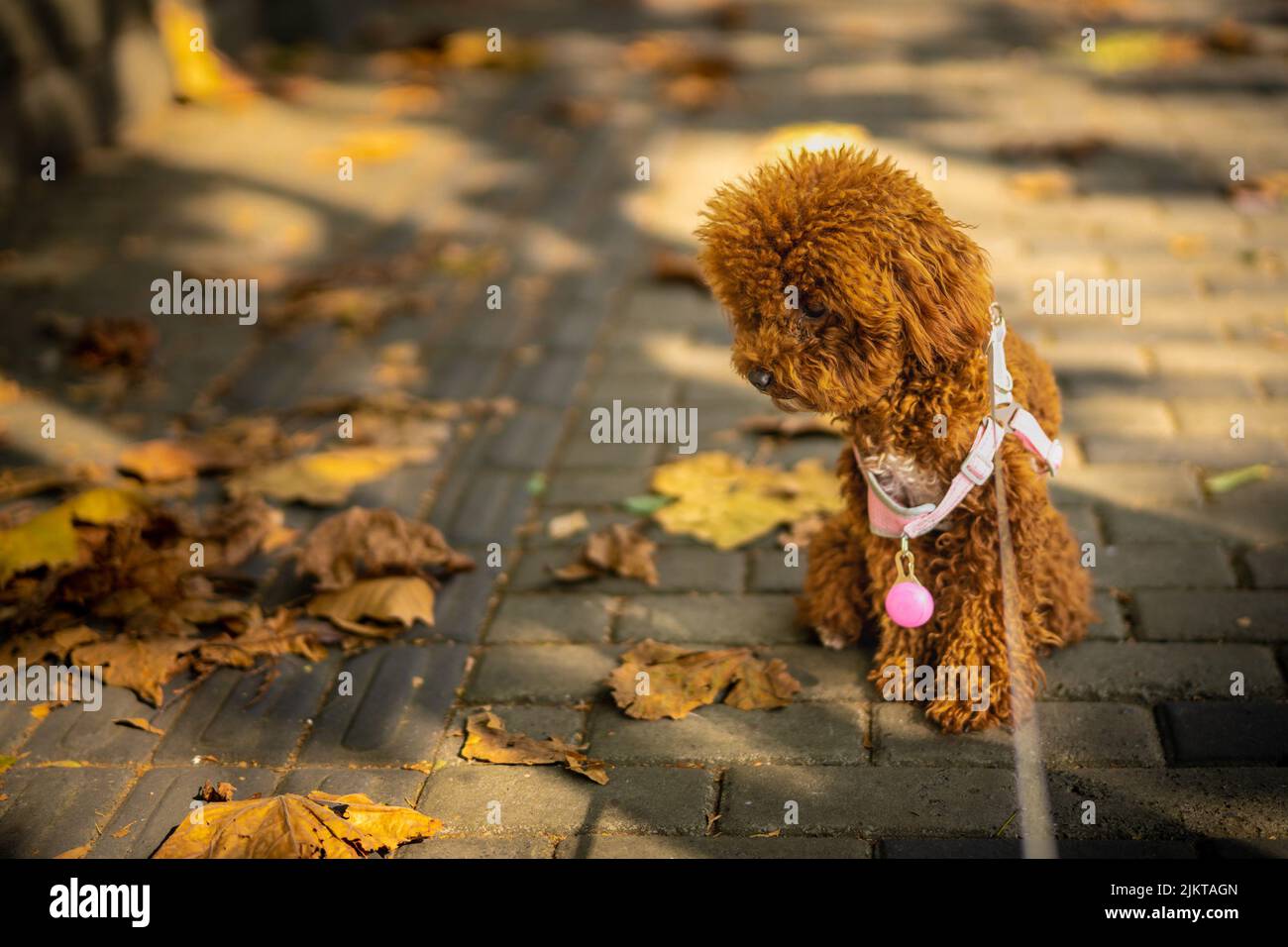 Brown poodle walking on hi-res stock photography and images - Alamy