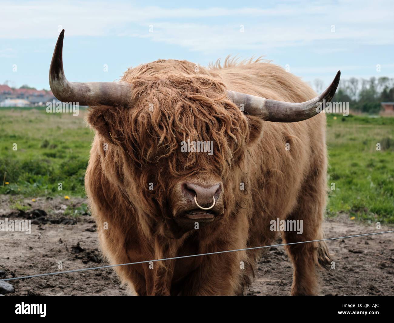 Brown bull with horns hi-res stock photography and images - Alamy